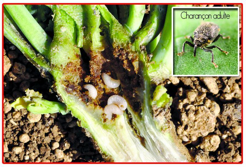 Charançon du bourgeon terminal : à surveiller à l’automne | Action ...