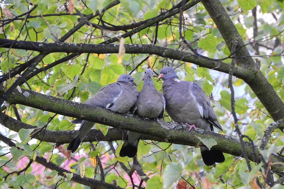 Pigeons ramiers, corvidés et régulation, de nouvelles règles depuis le ...