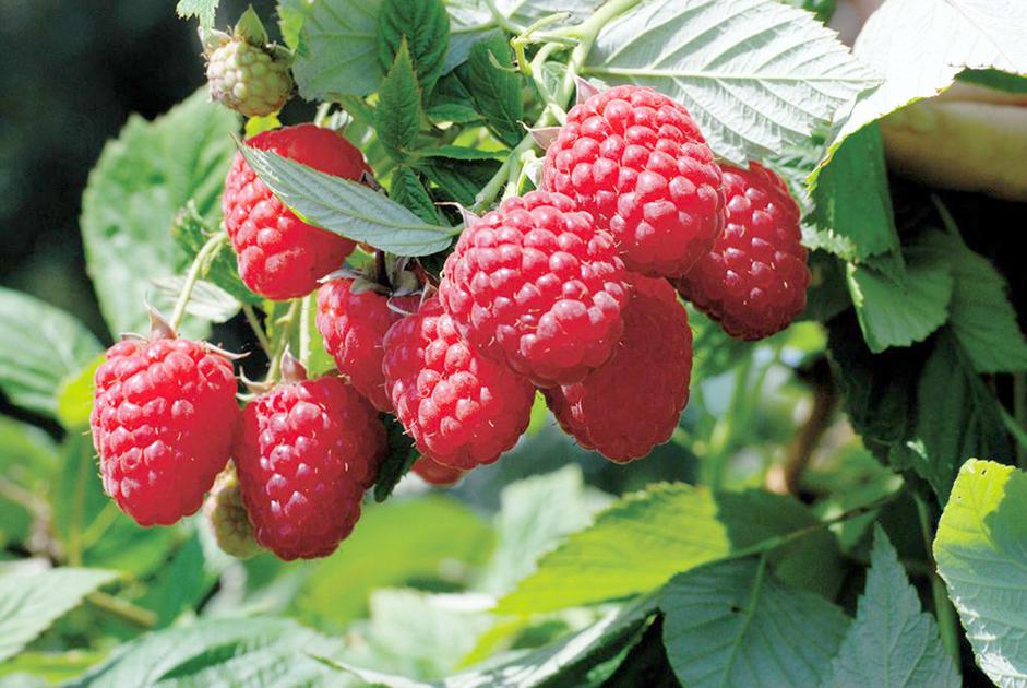 Fruits rouges, une filière exigeante qui recrute | Action agricole Picarde