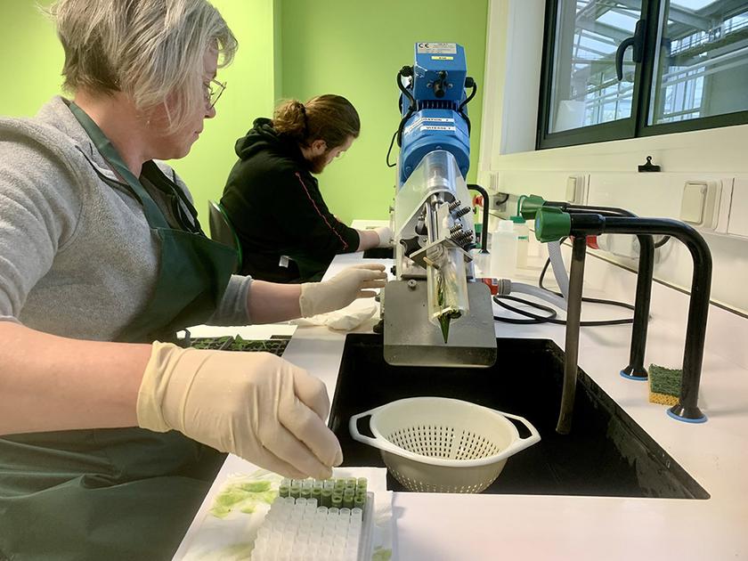 Pommes de terre | Les plants aspirent à être payés à leur juste valeur ...