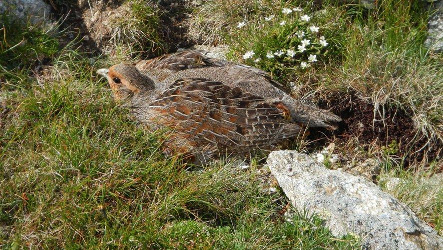 Chasse | Une association animaliste obtient la suspension de la chasse ...