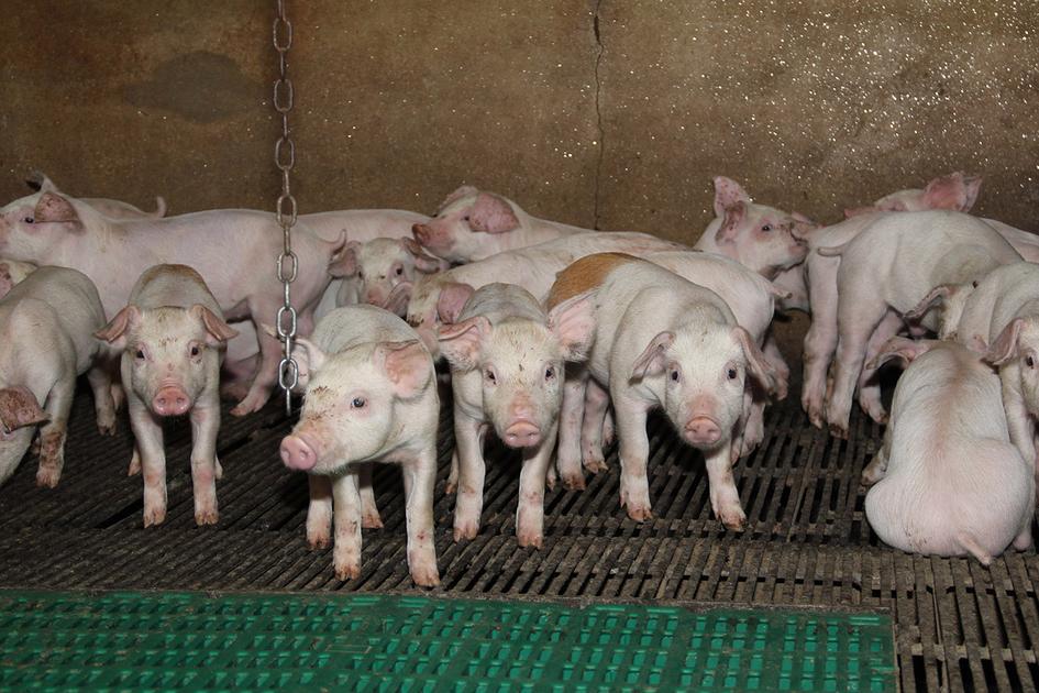 Élevage | Une stratégie collective pour maintenir l’élevage porcin ...