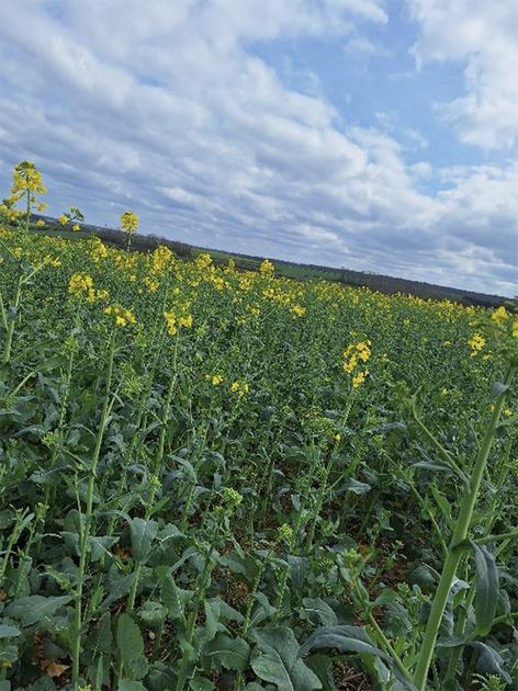 Colza | Prendre soin des pollinisateurs à floraison, un pari gagnant ...
