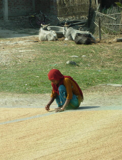 Sécurité alimentaire : l’Inde interdit l’exportation de riz blanc non ...