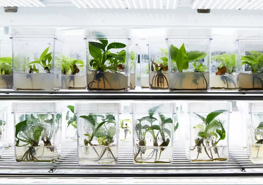 Neoplants lance une plante OGM aux super-pouvoirs dépolluants | Agra ...