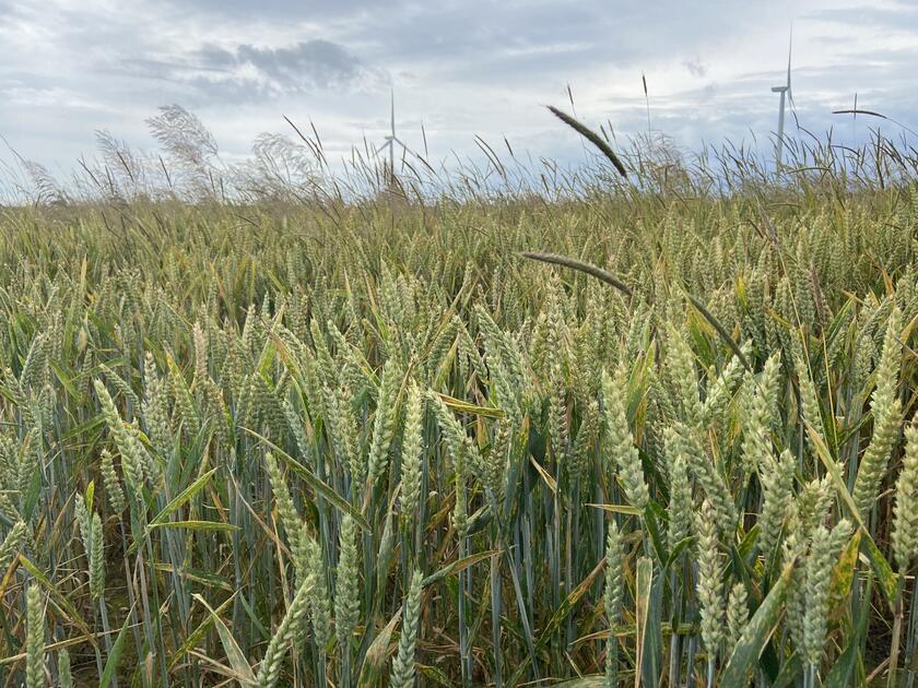 Pesticides/climat: le blé et l’orge face au mur des adventices | Agra ...