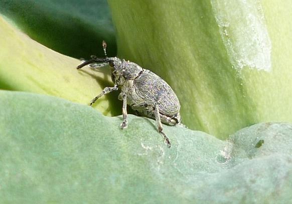 Commencer à surveiller le charançon de la tige sur colza | Agri53