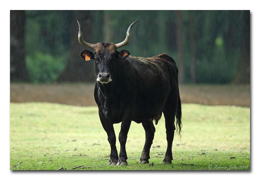 Magazine | Le dernier aurochs sarthois | Réussir Agri72