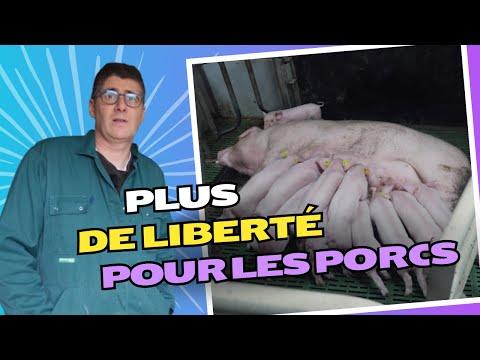 Plus de liberté pour les porcs! | Réussir Agri72