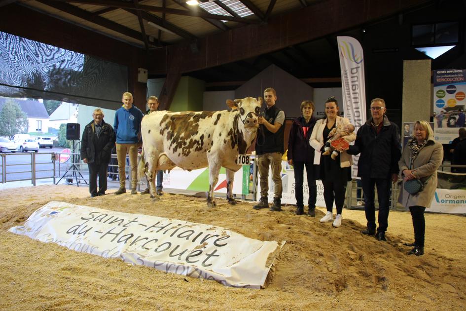 Concours interdépartemental en race Normande | [EN IMAGES] La juge est ...