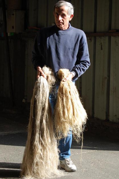 Lin | Le lin file vers les petites tailles ! | l'Agriculteur Normand