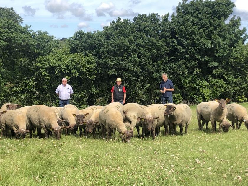 Une des 53 races de France | Le Roussin de La Hague reconnu depuis 40 ...
