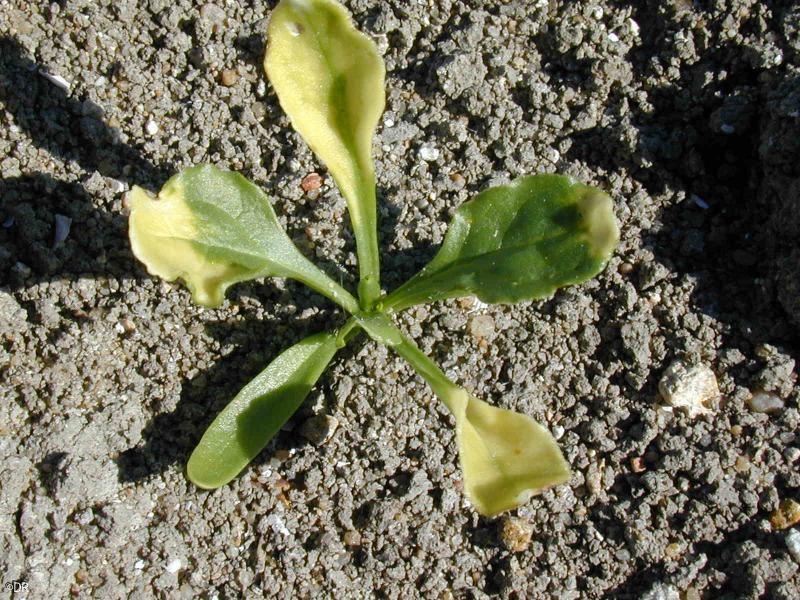 Centium 36 CS | Nouvel herbicide de postlevée pour la betterave | l ...