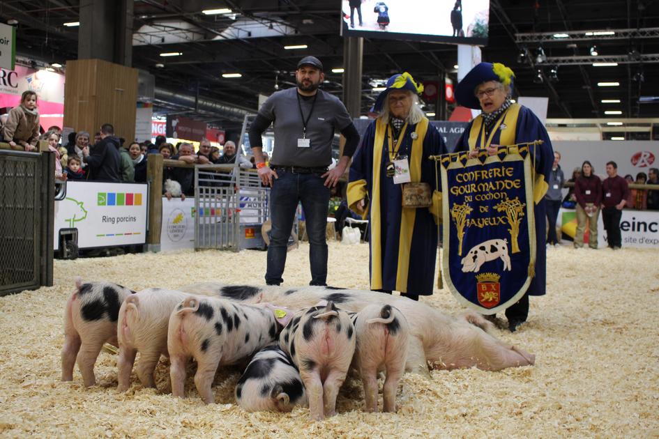 Salon de l'agriculture 2023 | [CÔTÉ PORCINS]. Le concours du porc de ...