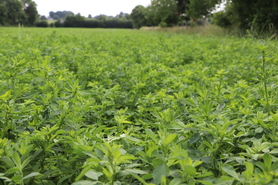 Porte ouverte Innov’Action | [EN IMAGES] La luzerne, une culture ...