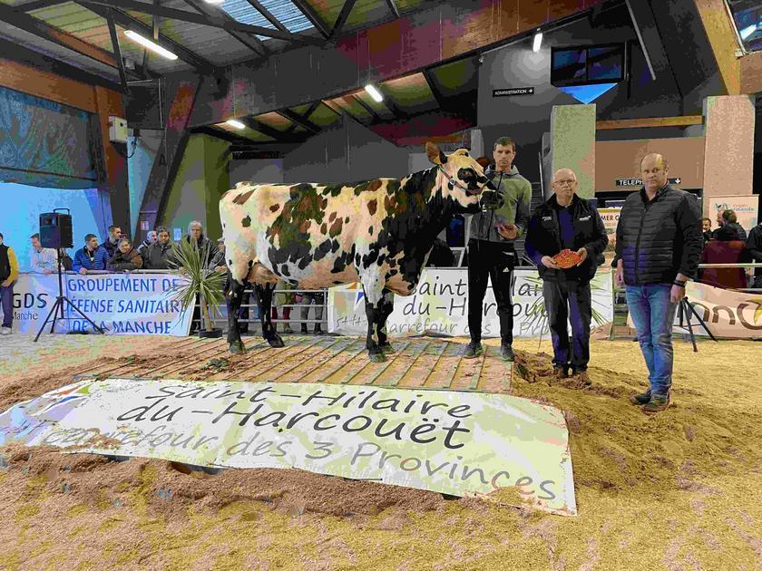 Concours interdépartemental en race Normande | Oseille emmène l’éleveur ...