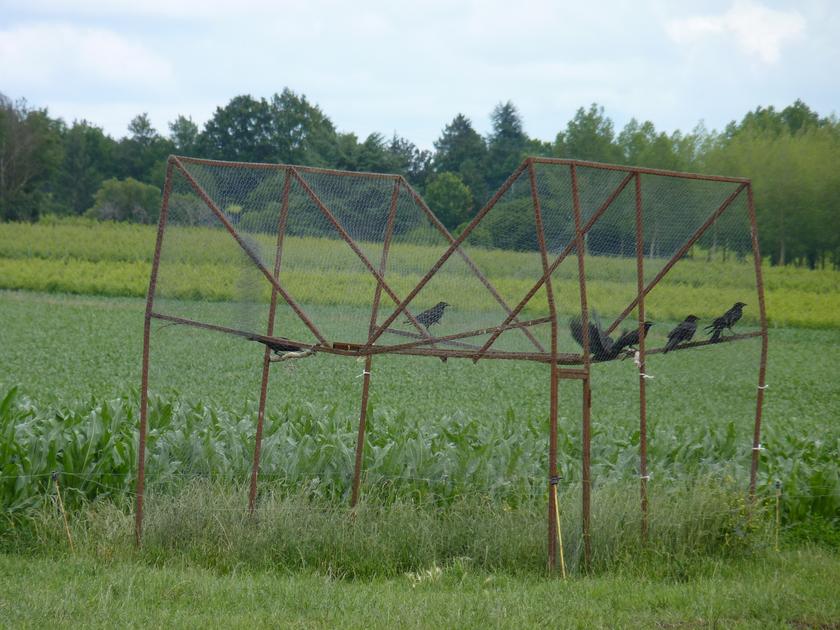 Esod | Espèces nuisibles : parution de l’arrêté | Anjou agricole