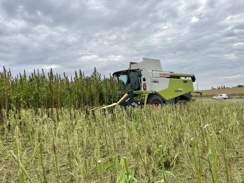 Semences | Le chanvre : une culture rustique mais technique | Anjou ...