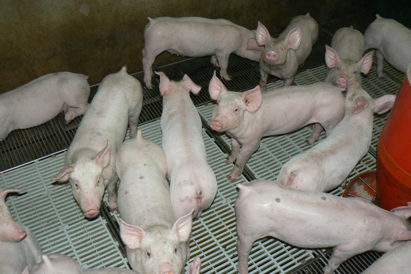 Porc : simplification des règles d'identification entre “élevages liés ...