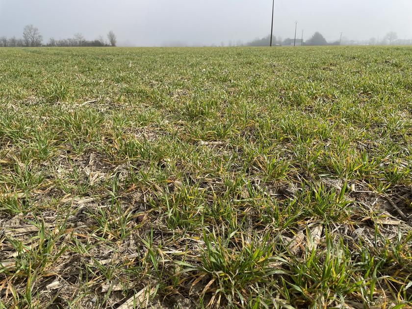 Des besoins d’azote réduits grâce à un sol plus fertile | Anjou agricole