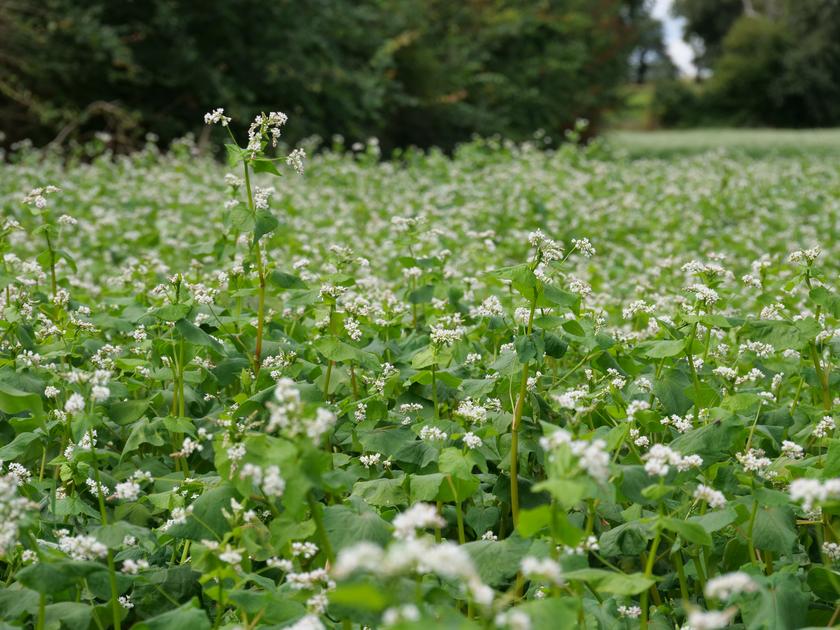 Le sarrasin, une culture à double effet | Anjou agricole