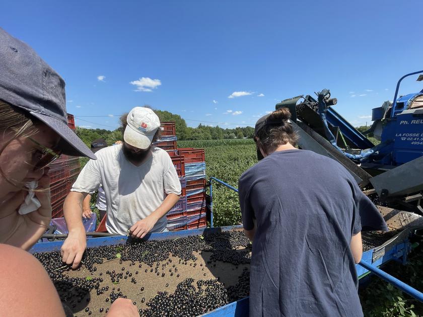 Les besoins en compétences de la filière fruits et légumes | Anjou agricole