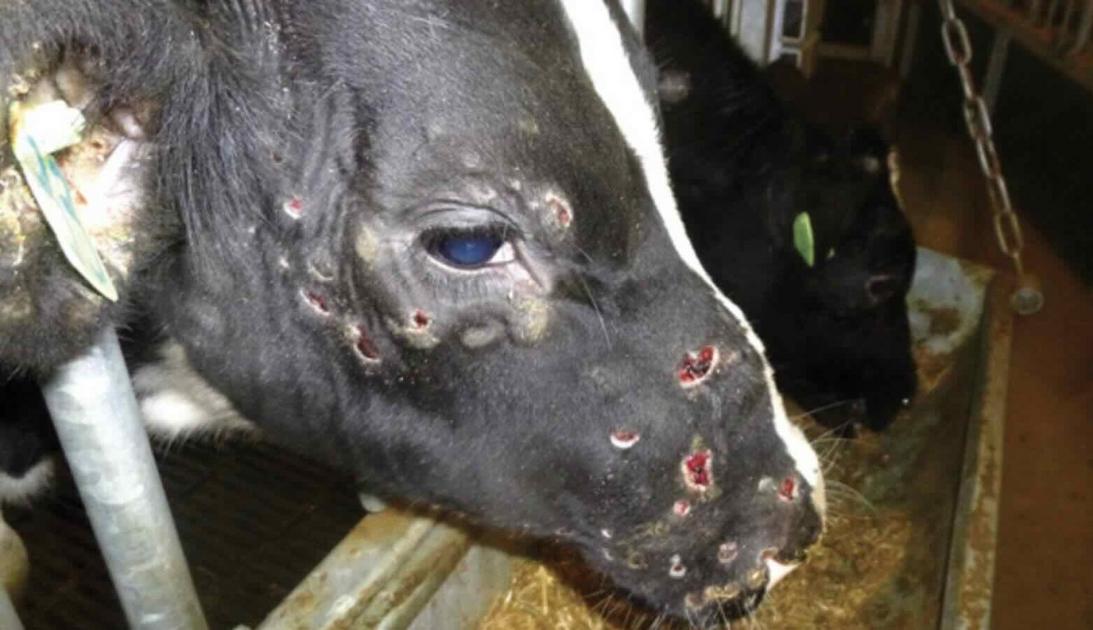 Dermatose Nodulaire Contagieuse | Une situation évolutive en Savoie ...