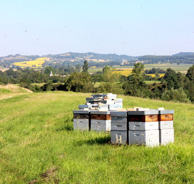 Des actions communes en faveur de la filière apicole | Réussir Apiculture