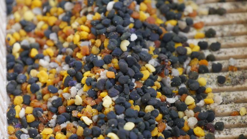 Le réseau a enquêté sur la production de pollen en France | Réussir ...