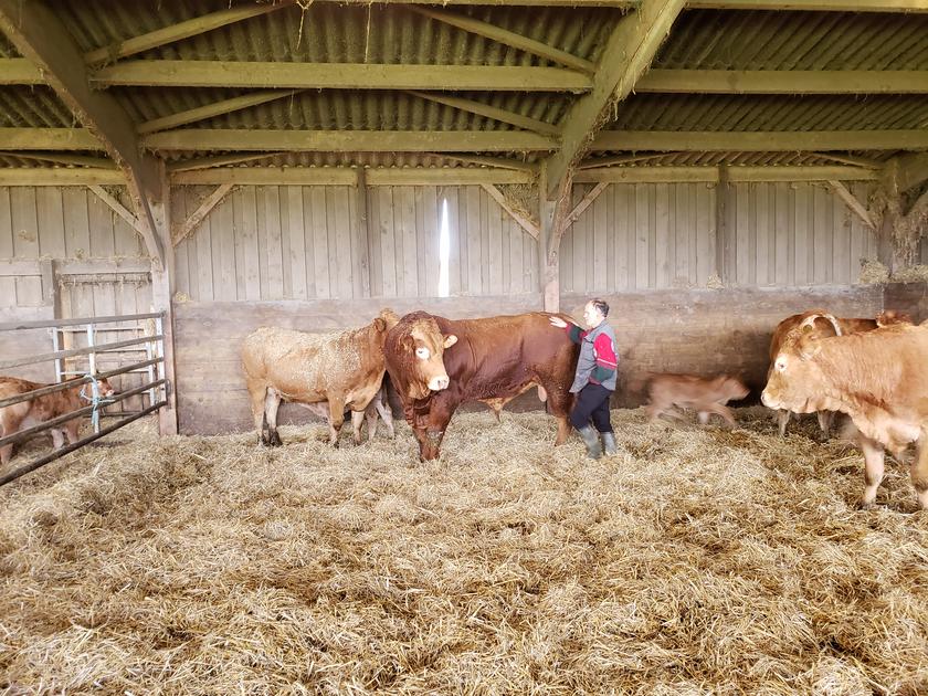 Limousine, sa rusticité passionne encore | Aurore paysanne
