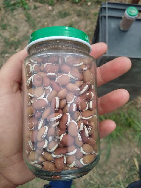 Dérobées : Les caractéristiques du Lablab et du Cow Pea | Aurore paysanne