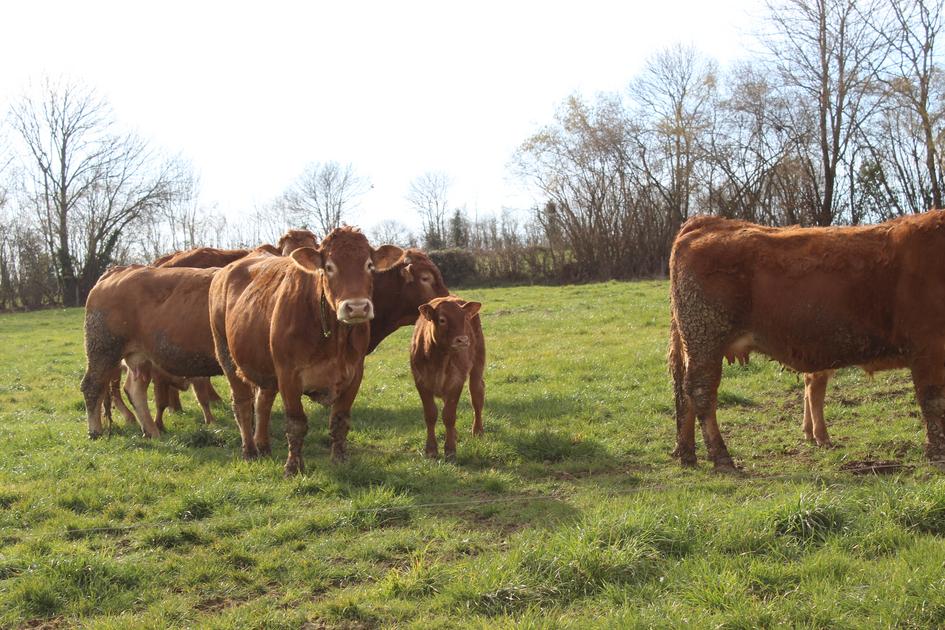 Fourrage : des récoltes de qualité et un stock correct | Aurore paysanne