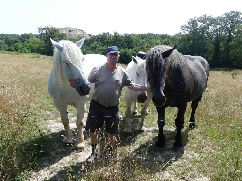ELEVAGE/ | LES PERCHERONS, UNE PASSION ANCRÉE DANS LE BERRY | Aurore ...