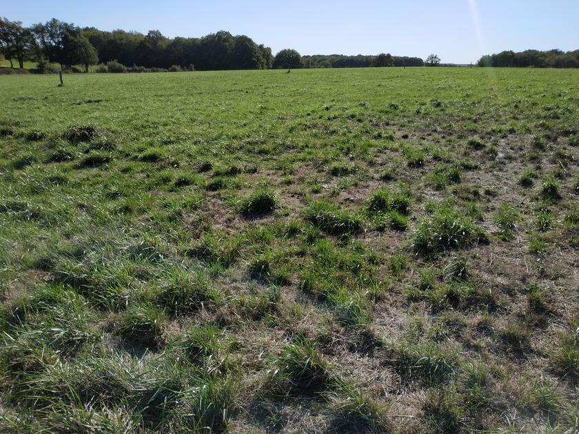 Comprendre la dégradation de ses prairies | Aurore paysanne