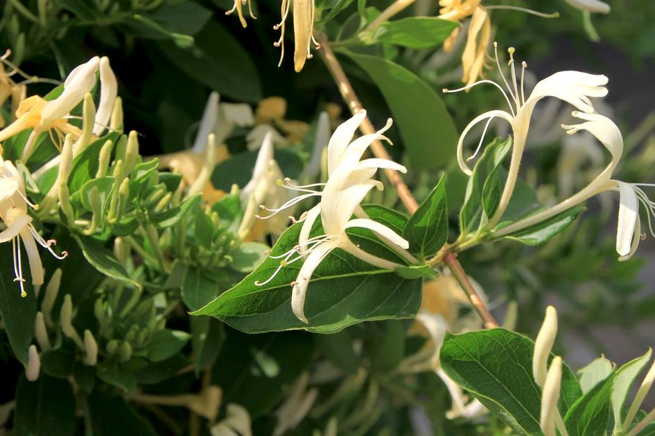 BOTANIQUE | Le chèvrefeuille, l’élégant qui grimpe et enlace les arbres ...
