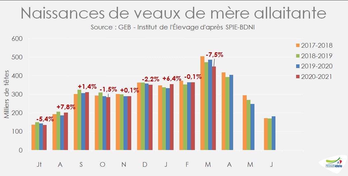 Stabilité pour le nombre de naissances de veaux allaitants | Réussir ...