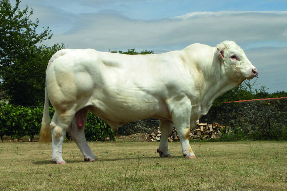 Le plein de nouveaux taureaux chez Gènes Diffusion | Réussir bovins viande
