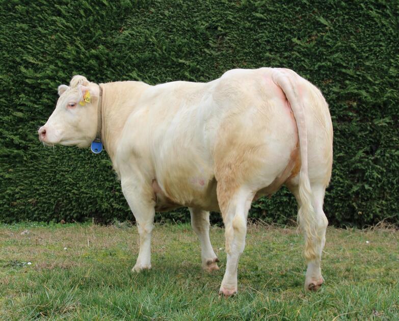 L’Inra 95 une race fiable pour le croisement | Réussir bovins viande