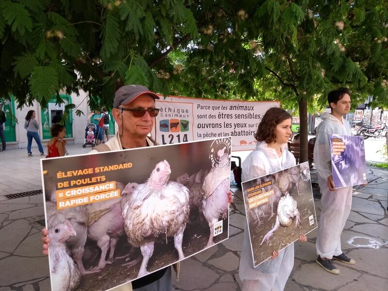 Derrière le véganisme, l’idéologie antispéciste | Réussir bovins viande