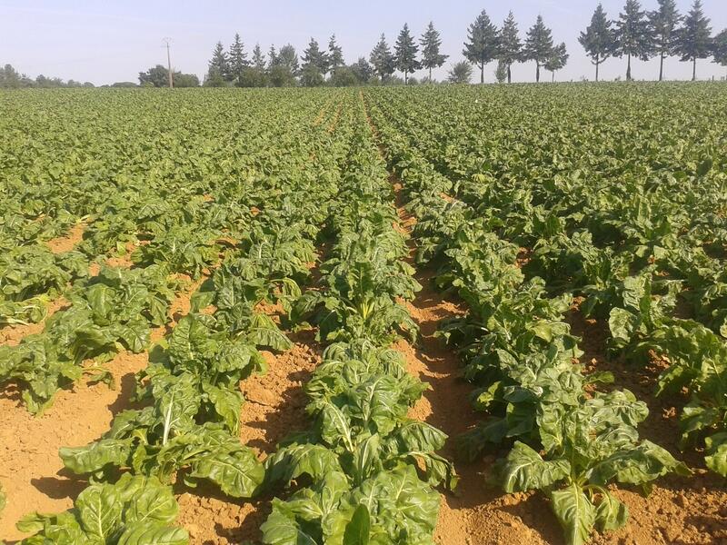 La betterave fourragère a de nombreux atouts pour nourrir les troupeaux ...