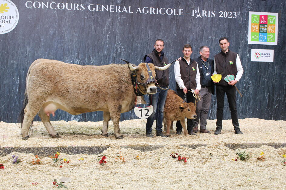 SIA 2023 : Nestor et Hermine sont les champions de la race Aubrac ...