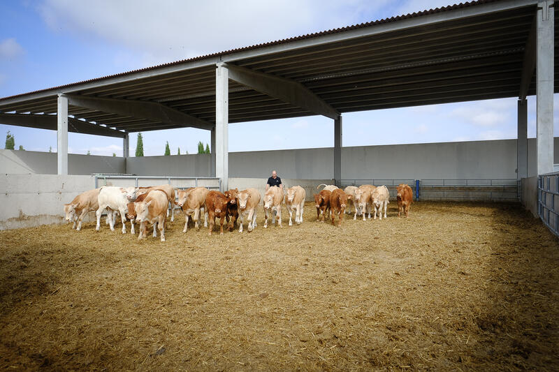 Les solutions de la filière bovine espagnole face à la crise | Réussir ...