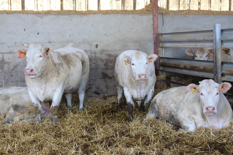 Fêtes de fin d'année : les cotations des vaches type viande sont bien ... Fêtes de fin d'année : les cotations des vaches type viande sont bien ...
