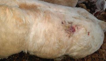 Parasites externes : comment reconnaître et traiter les gales des ...