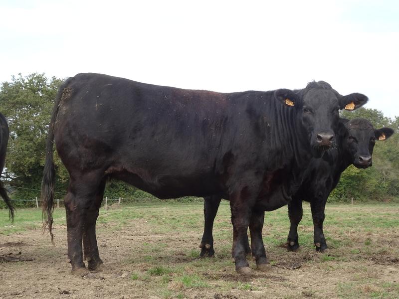 Croisement limousin x angus : des résultats qui bousculent les modèles ...