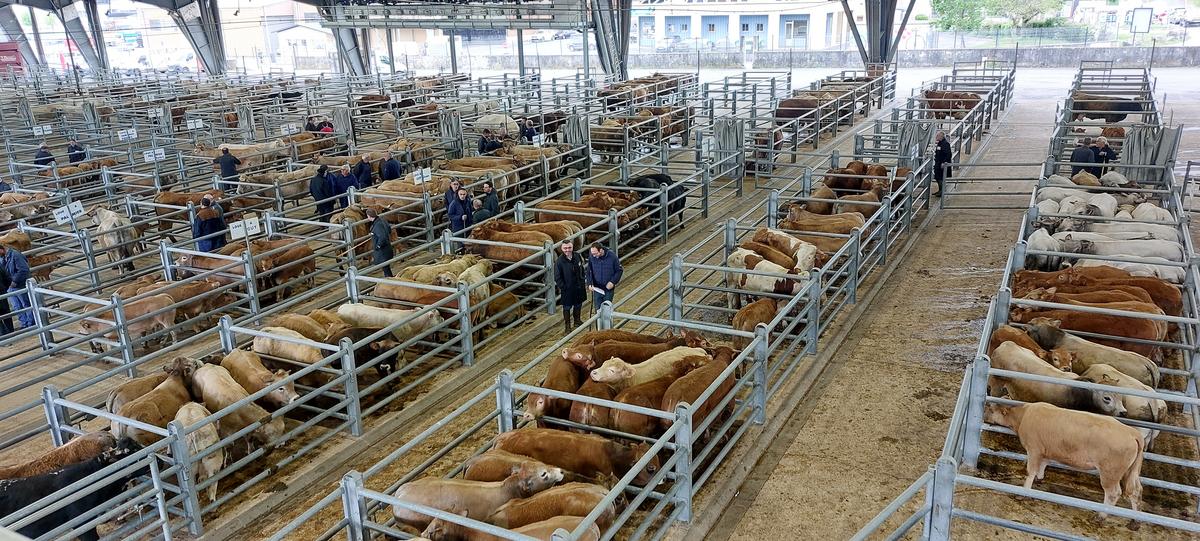 Marchés de bétail vif : le nombre d’animaux diminue mais les apporteurs ...