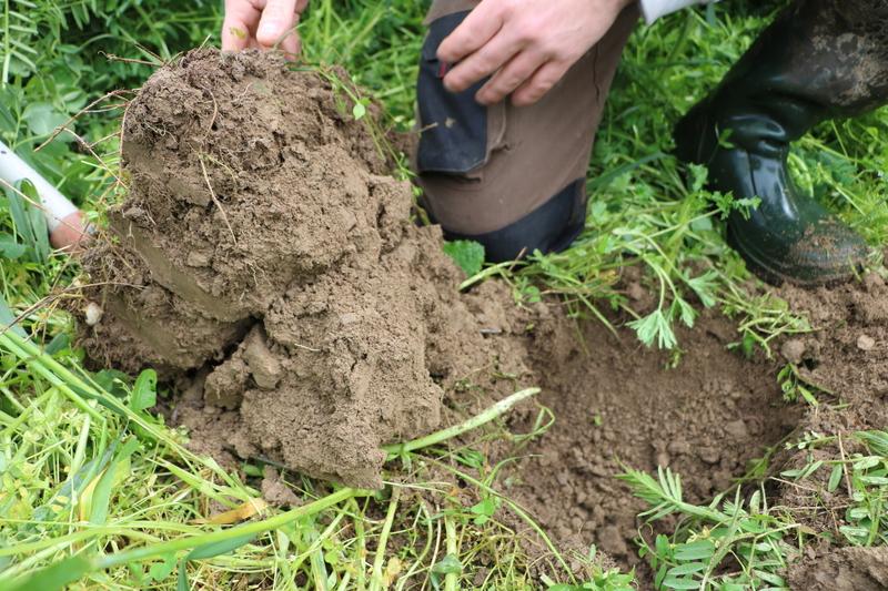 L'analyse de sol permet de prendre des décisions | Réussir bovins viande