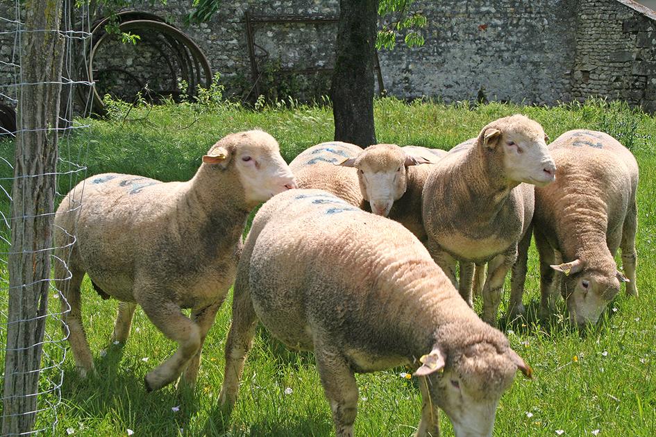 Elevage info | Le bélier vasectomisé pour un effet mâle | Caracterres