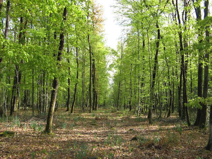 Le dynamisme du marché, l'arbre qui cache la forêt | Caracterres