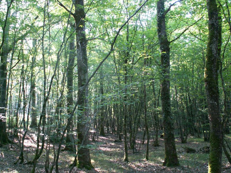Le dynamisme du marché, l’arbre qui cache la forêt | Caracterres
